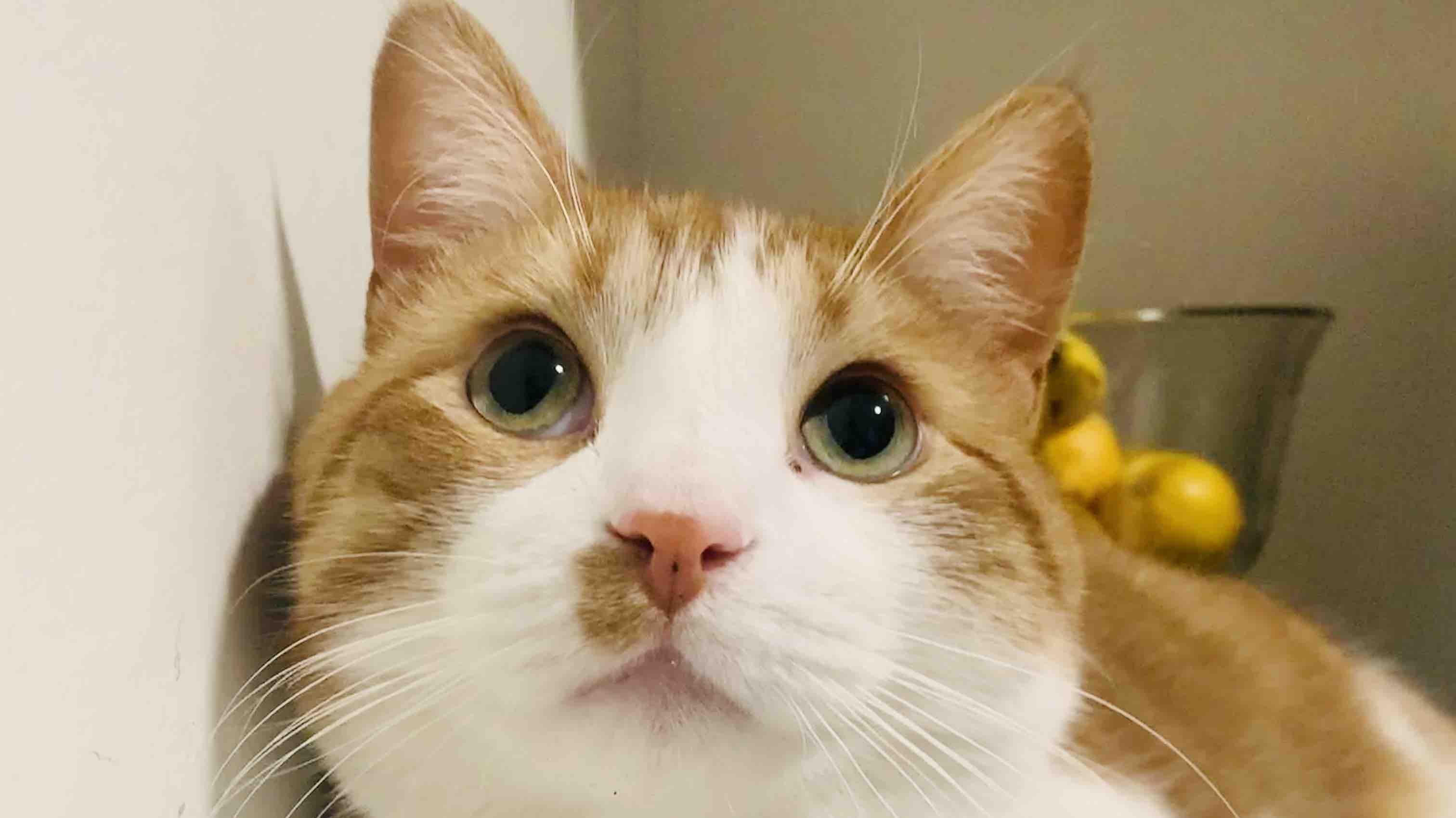 Fundraiser by Alana Mccall : #SaveLoaf