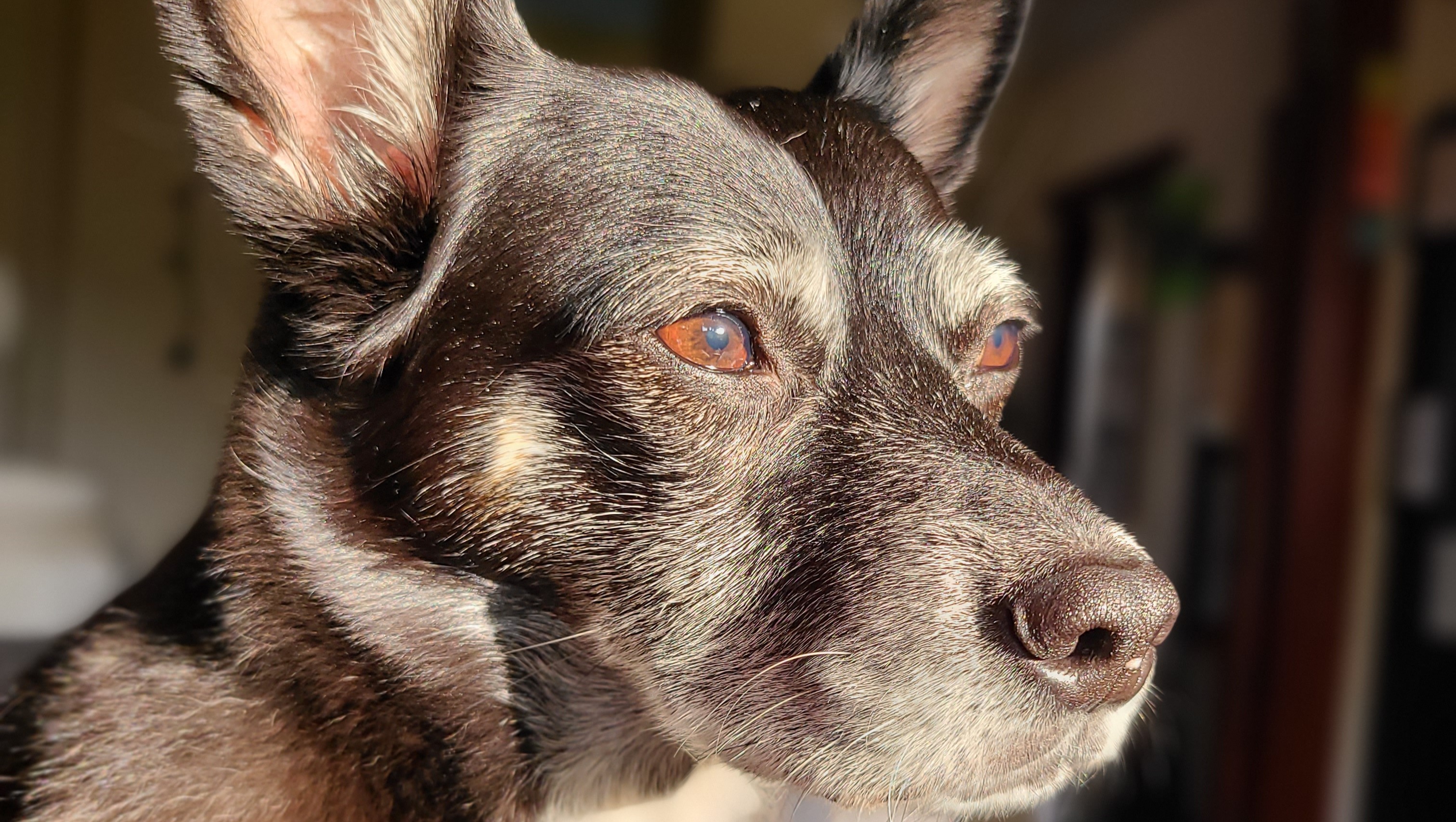 Fundraiser by Dustin Miller : Arya's Heart Surgery