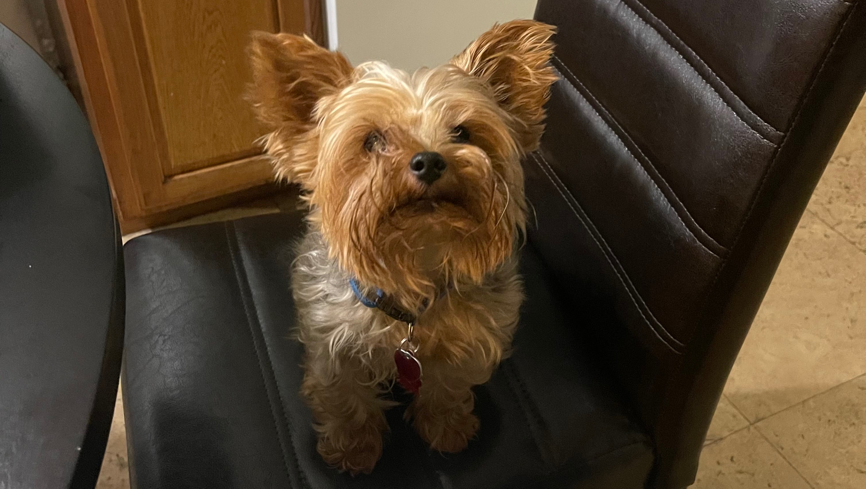 Fundraiser by Javier Vargas : Pinky’s Surgery