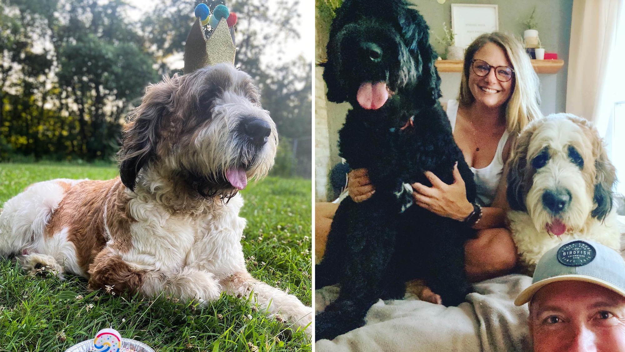 Fundraiser for Kirsten Bestor by Caryn Carson : George Needs Our Help