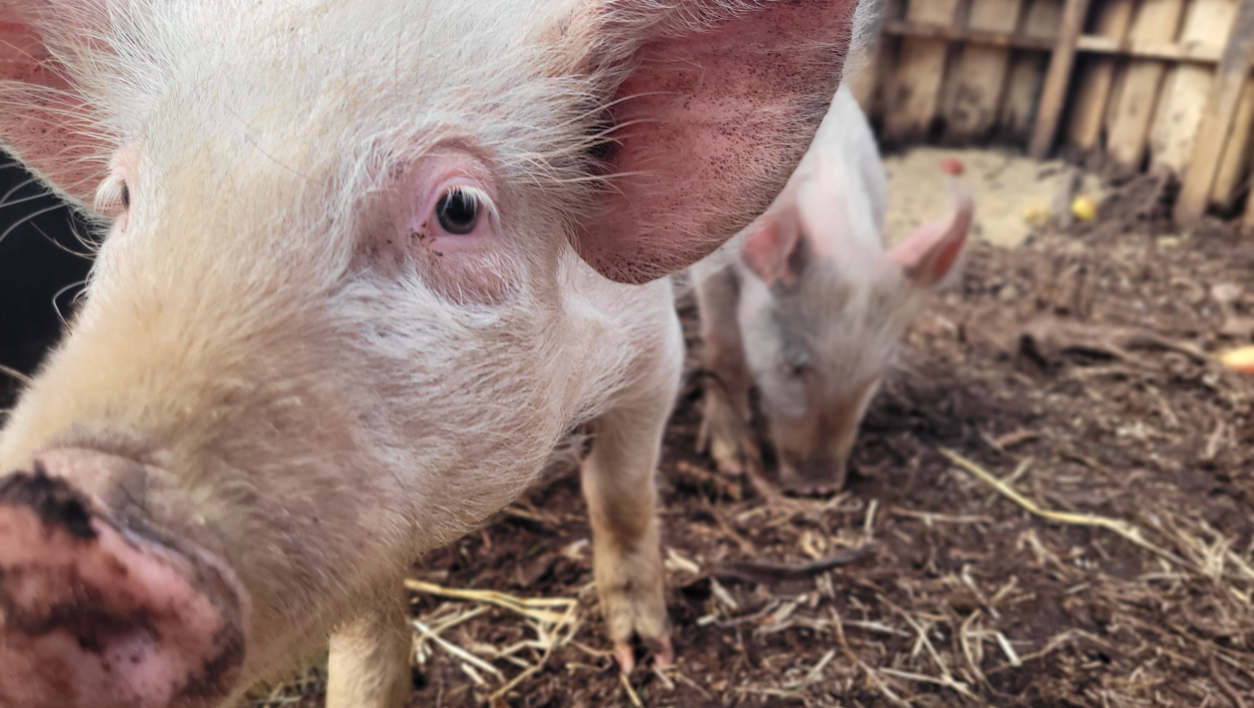 Fundraiser for Sadie Morgan by Ellie Fleming : Fundraiser for Gary and ...