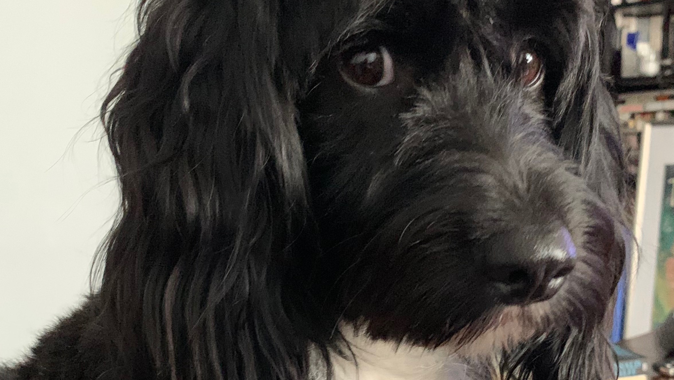 Fundraiser by Michael Wass : Help fix Zelda’s leg