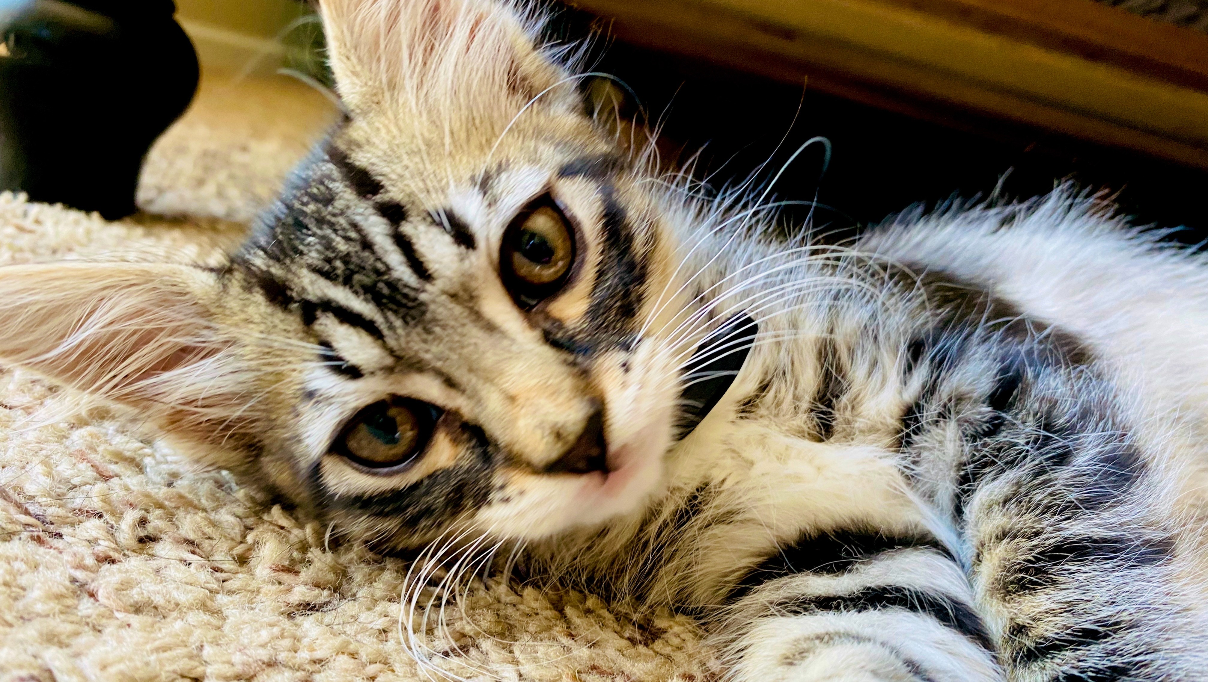 Fundraiser by Jason Vancil : Mozzy's Cancer treatment