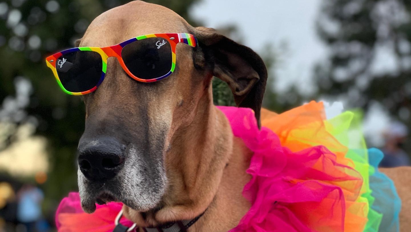 Fundraiser for Hyuma Frankowski by Gustavo Xavier Freitas : Farewell Maya