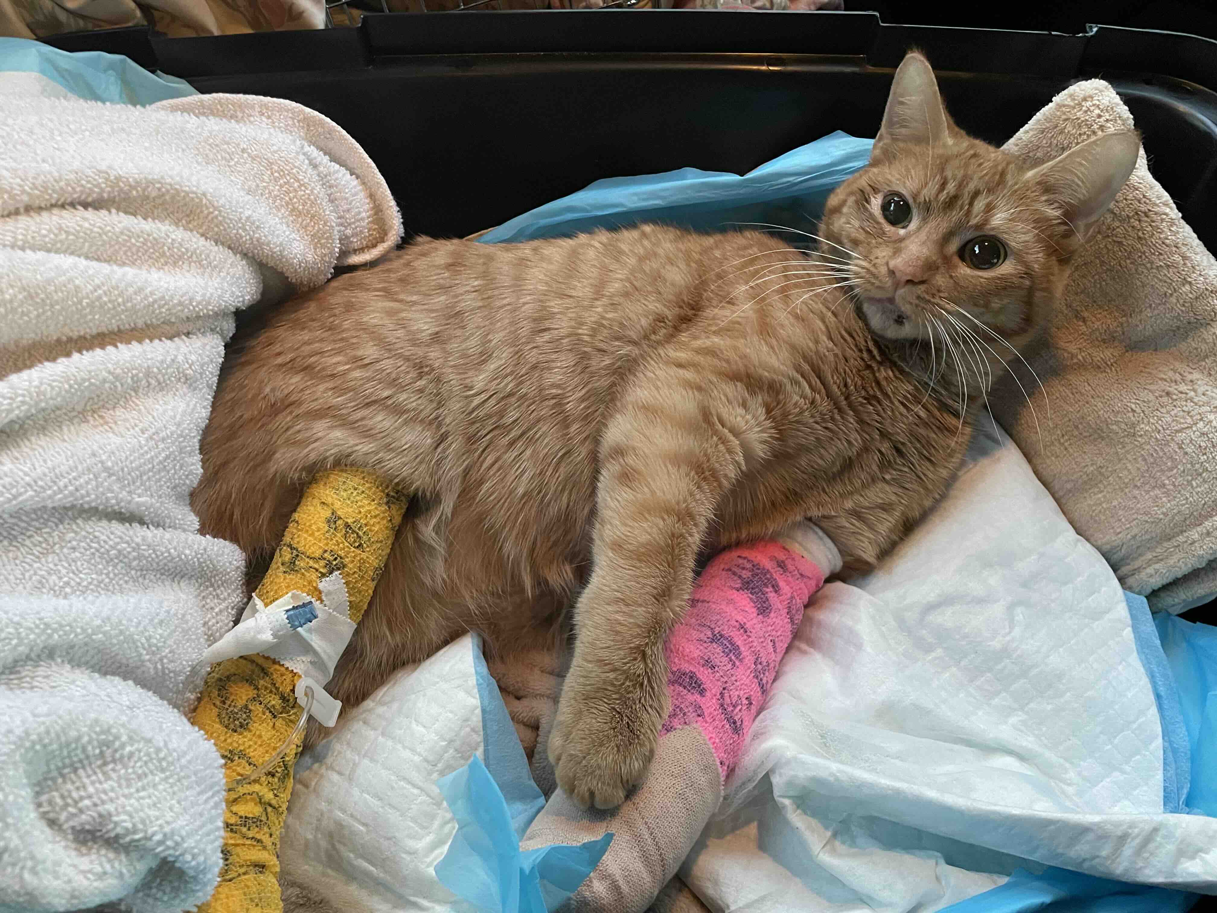 Fundraiser by Amy No : HIGH RISE KITTY, CHUNKS NEEDS YOUR HELP!