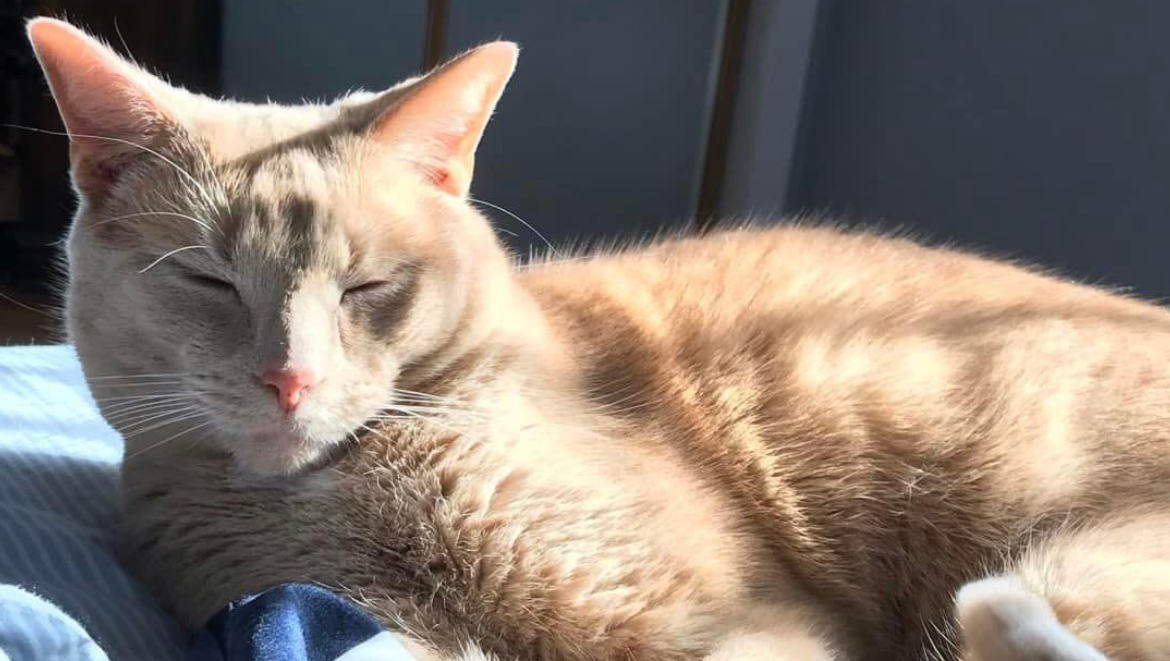 Fundraiser for Elizabeth Rohn by Allyson Heinz : Donate to help Felix