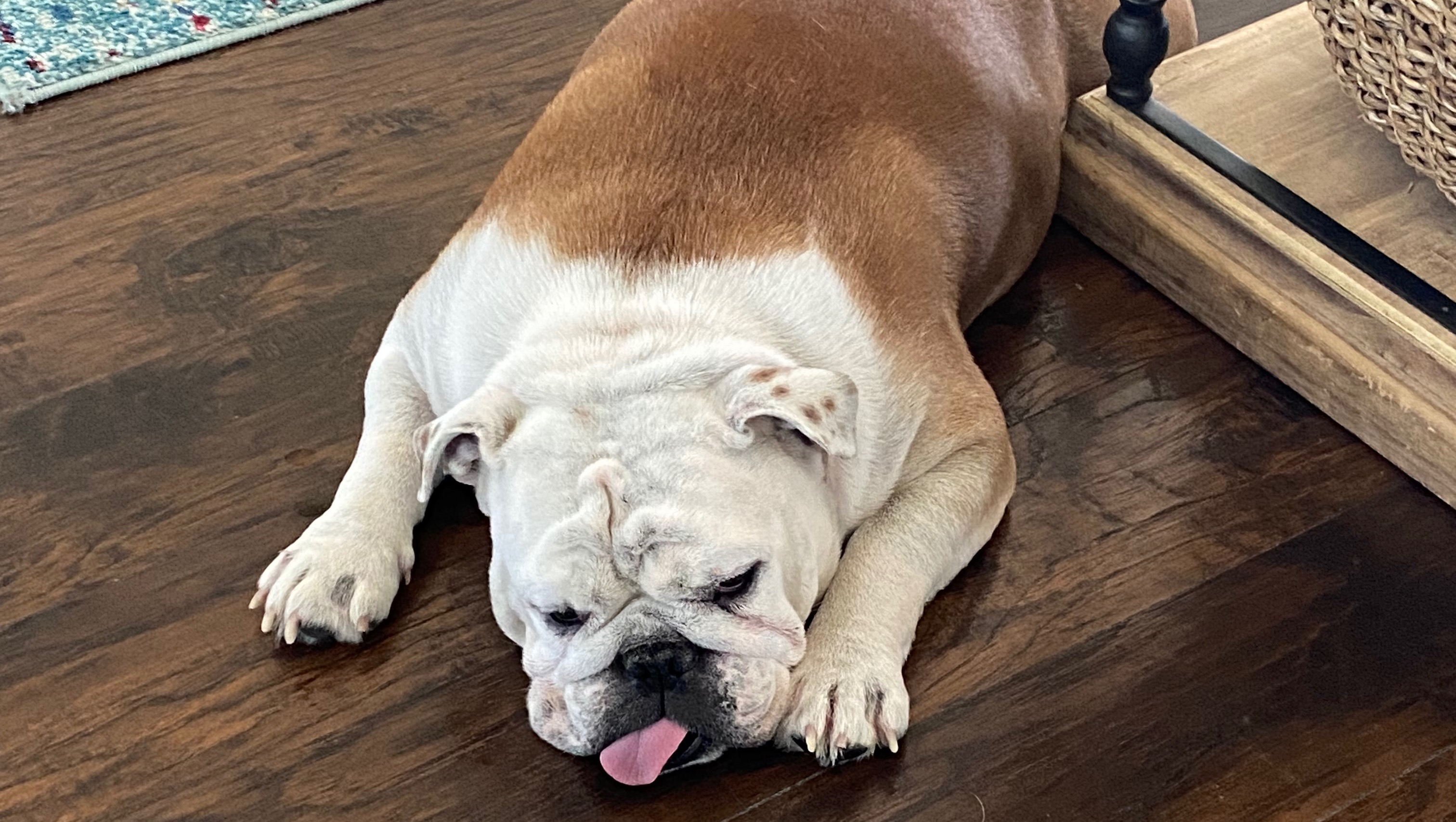 Fundraiser by Angela Schmidt : Keeping Creasy