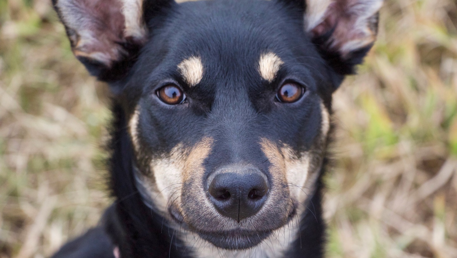 Fundraiser for Deb Duarte by Eileen Wilentz : Halo Duarte Veterinary ...