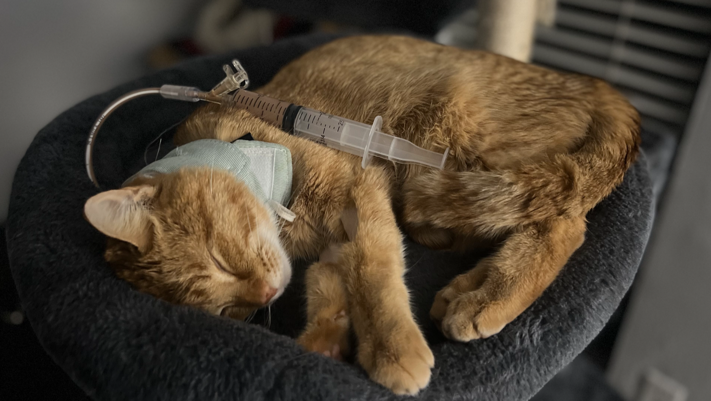 Fundraiser By Randall Gonzales Help Me Save My Dying Kitten fundraiser-by-randall-gonzales-help-me-save-my-dying-kitten
