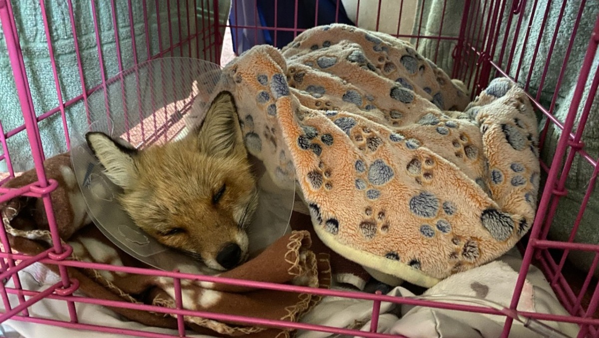 Fundraiser by Adam Pollack : Bobby the Fox Recovery