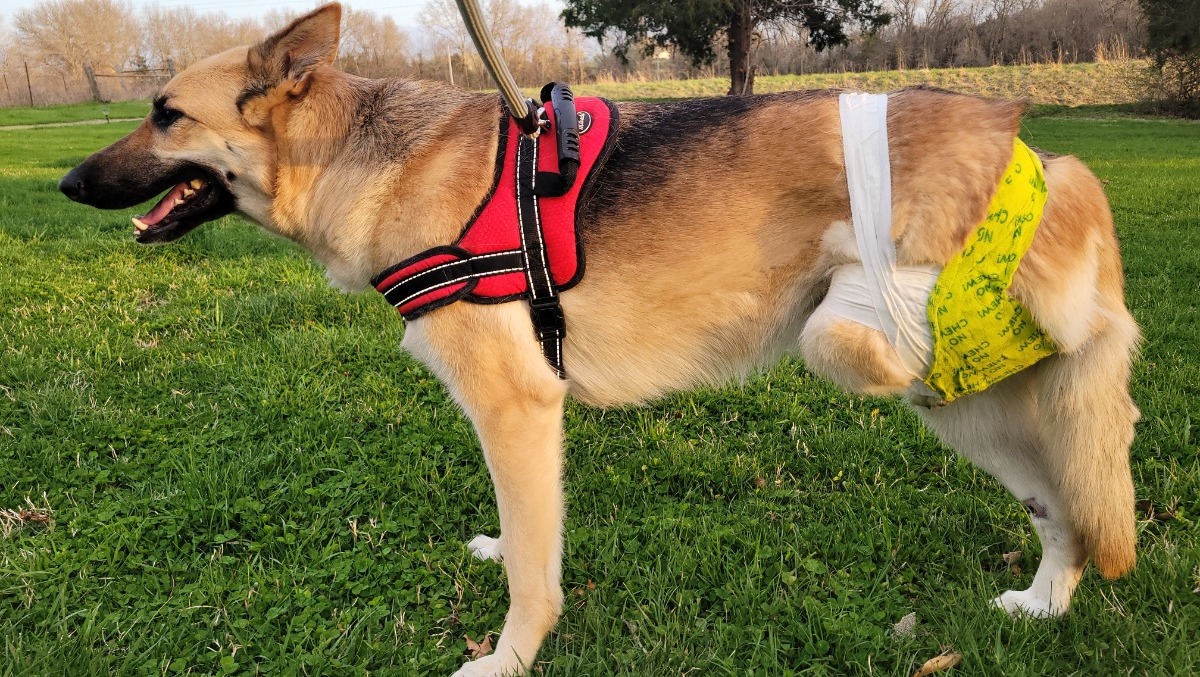 Fundraiser by Barry M. Elam : Maggie's Hip Surgery