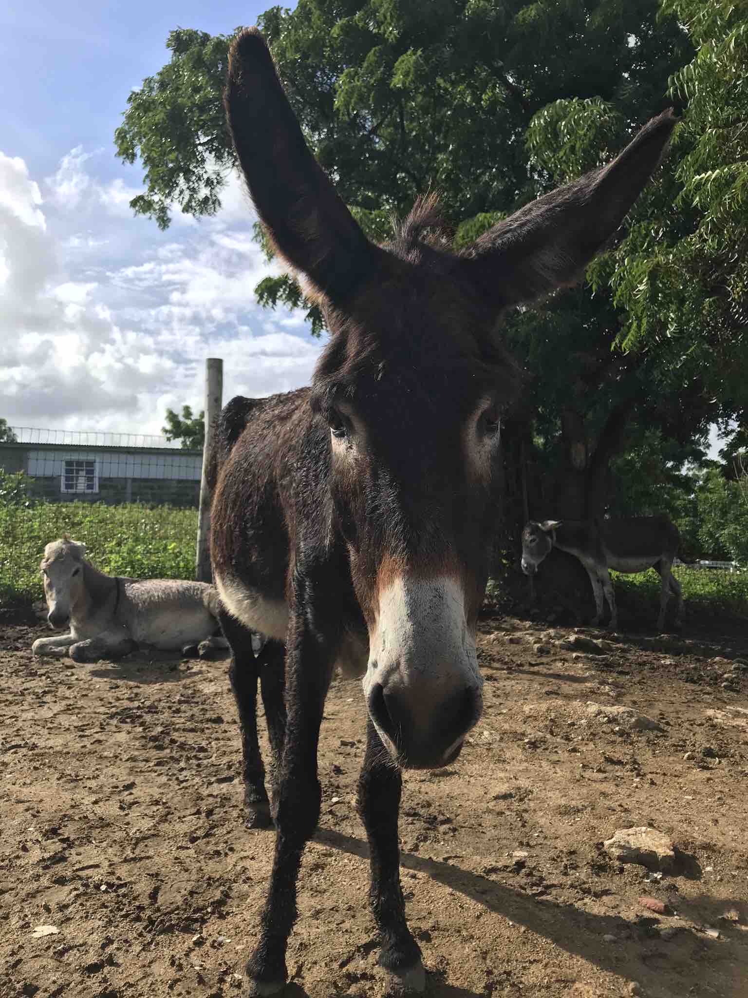 Fundraiser by Christine MacMillan : Help Support Antigua’s Donkey Sanctuary