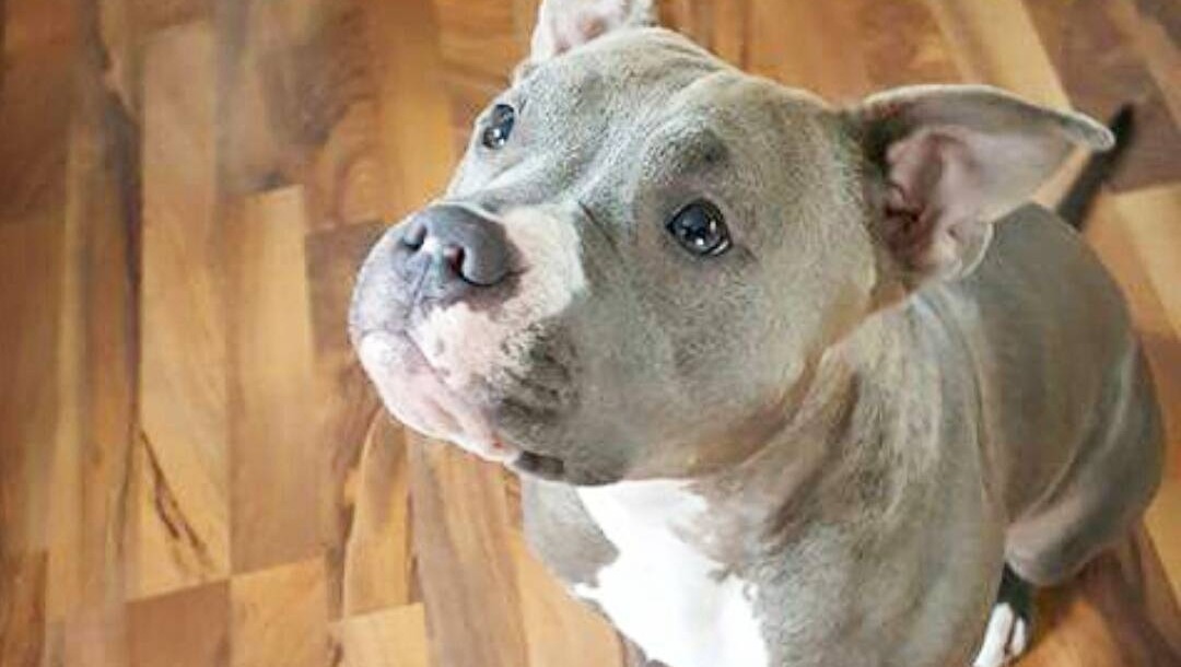 Fundraiser by Tracy Goulding : Please help me save Mylahs life