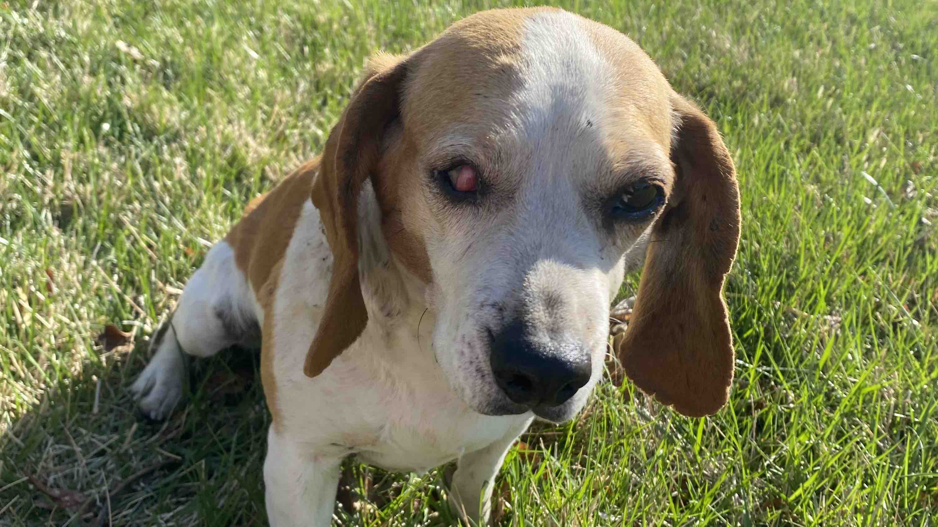 fundraiser-by-abby-maynes-help-pay-vet-bills