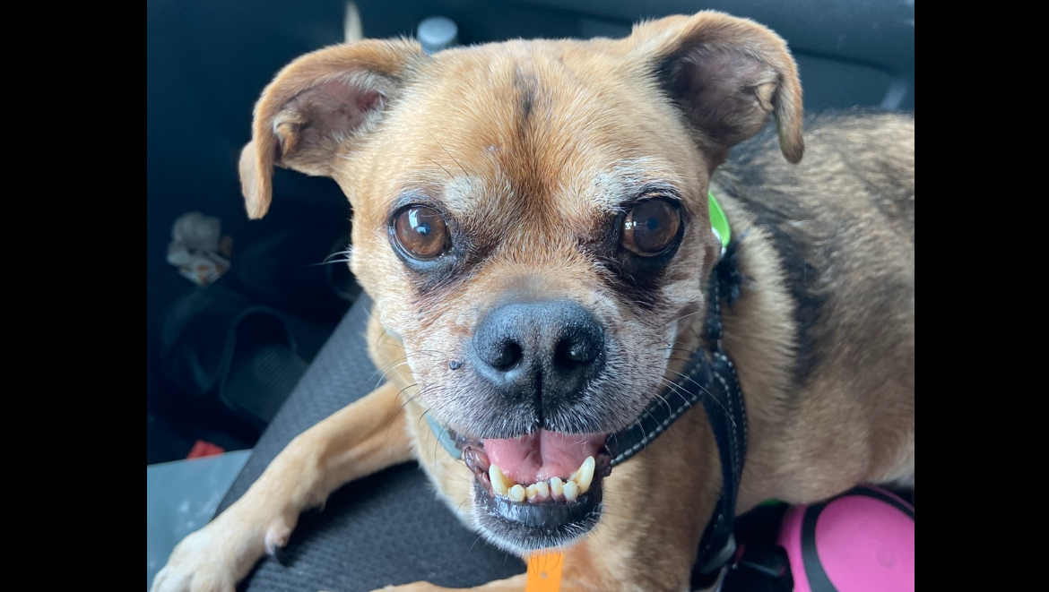 Fundraiser for Amber Brinkley by Callie Larson : Chewie’s Medical Fund