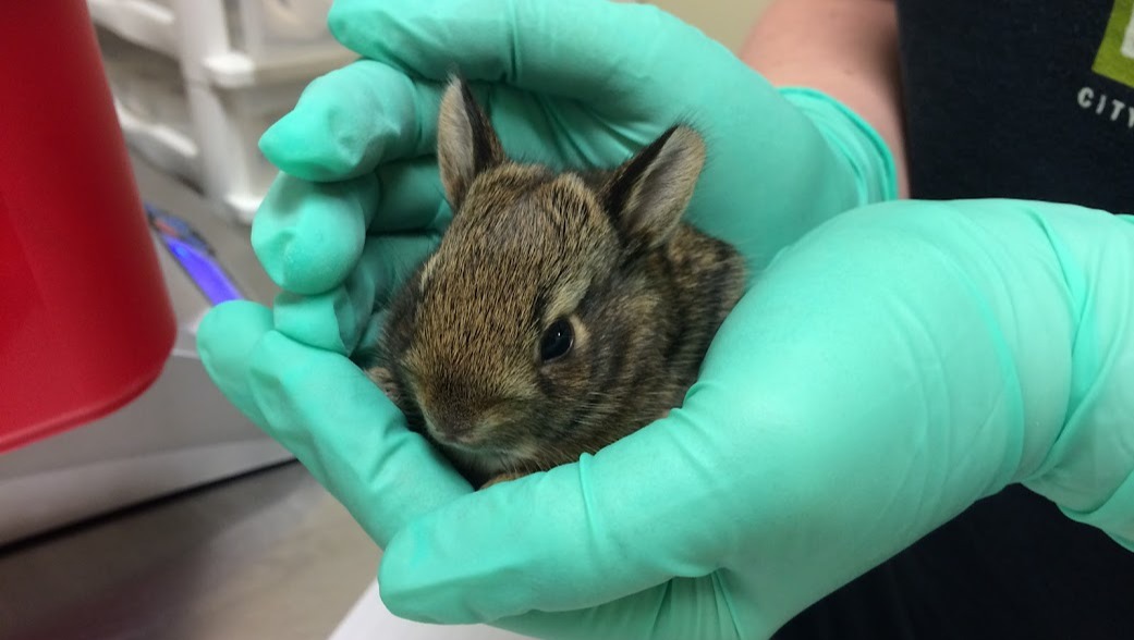 Fundraiser by Jim Monsma : City Wildlife Baby Shower