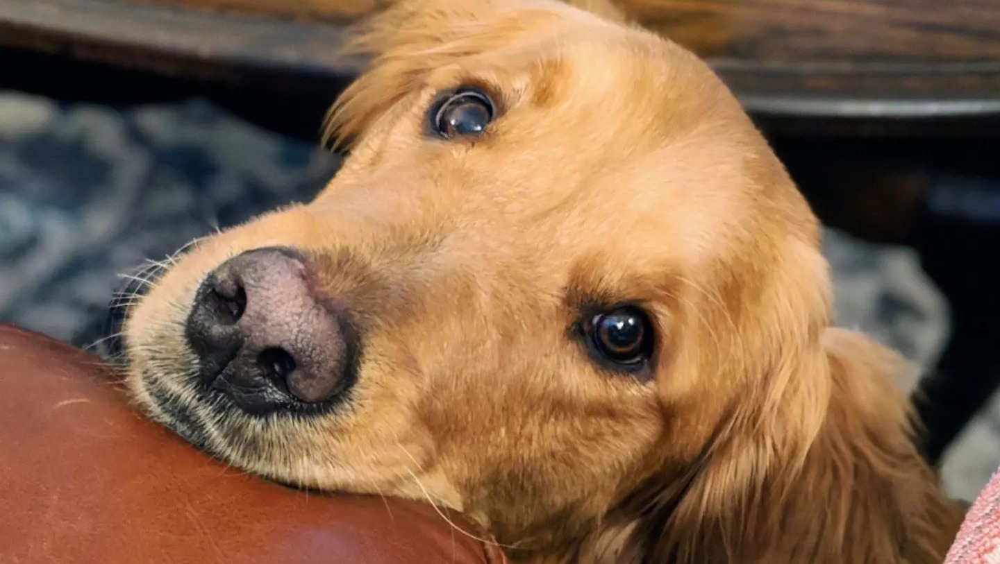 Fundraiser by Laura May : Cooper's Cancer Treatment