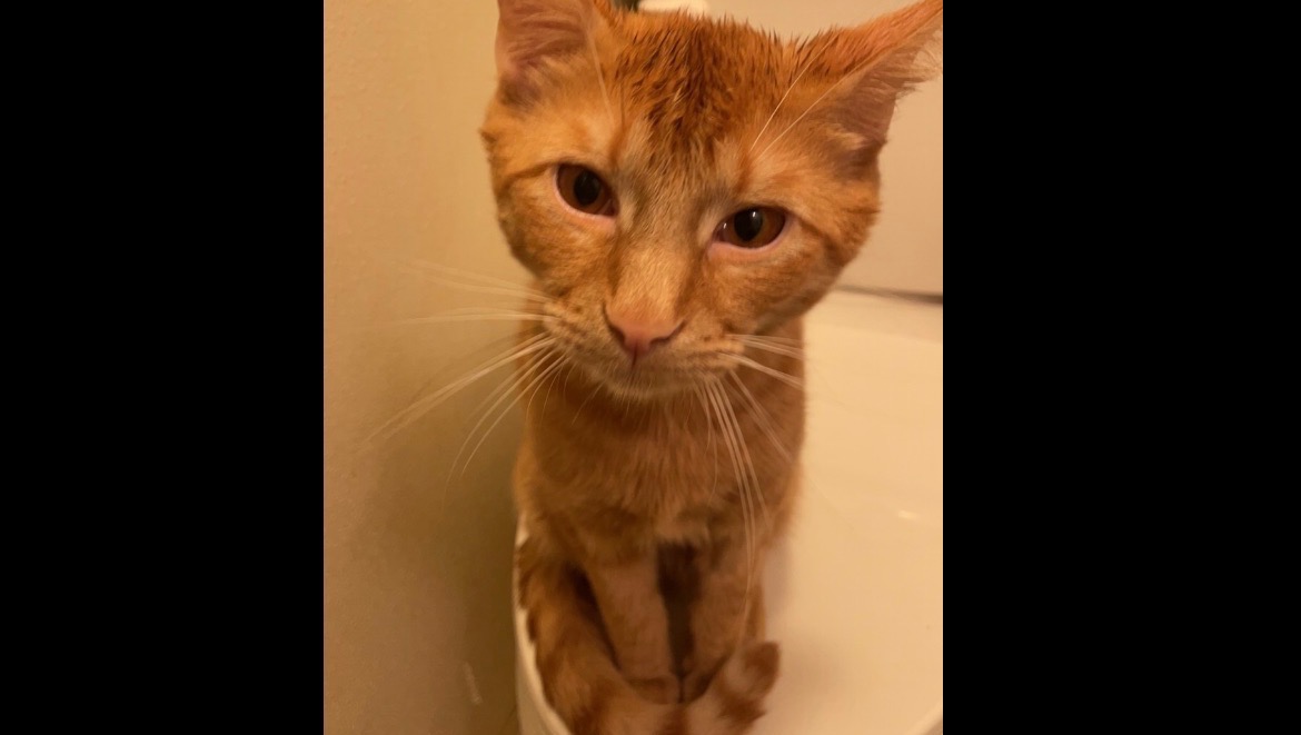 Fundraiser by Mike Provencher : Joey needs surgery