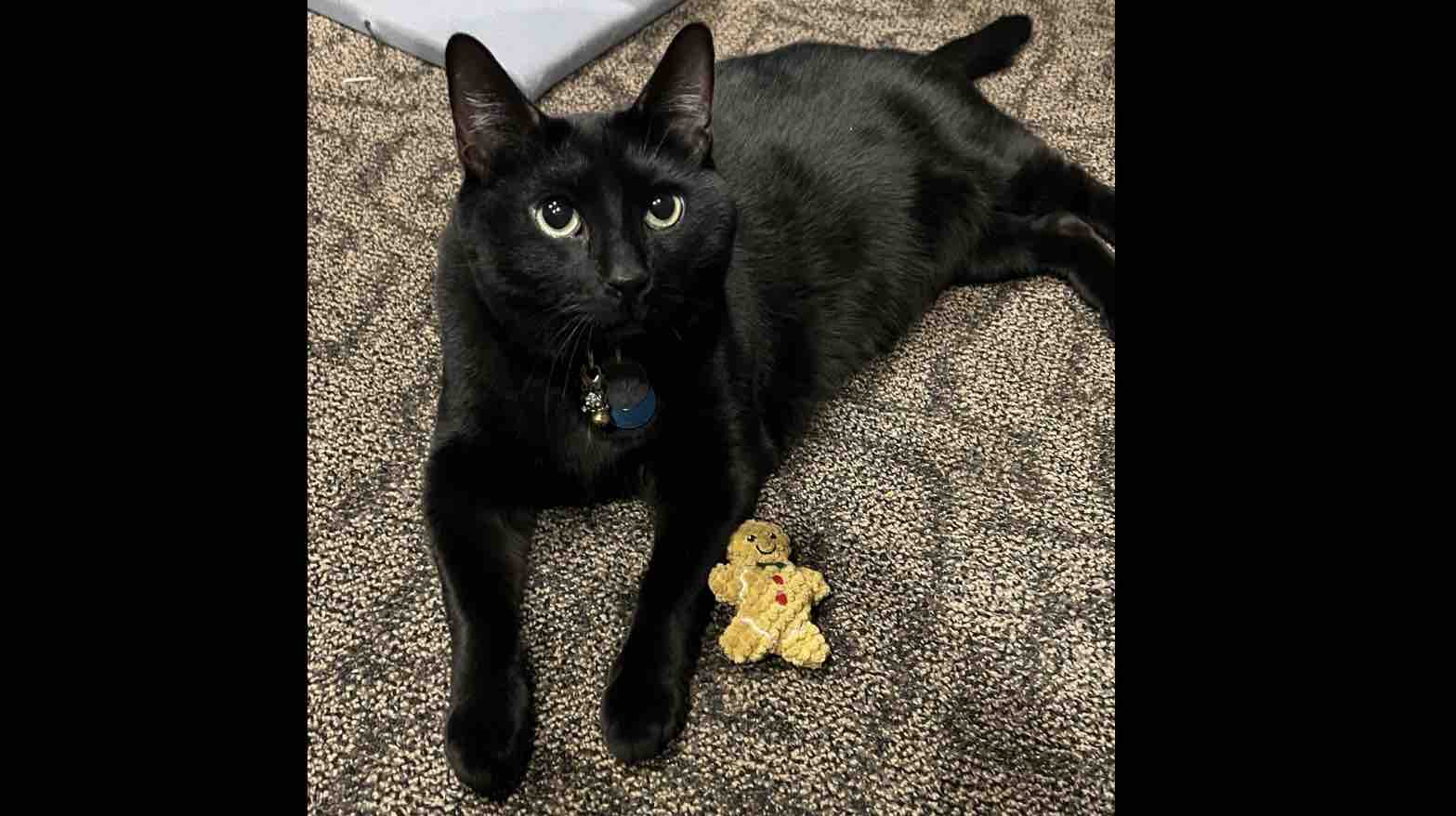 Fundraiser by Isabella Charette : Help Contribute Towards Hades ...