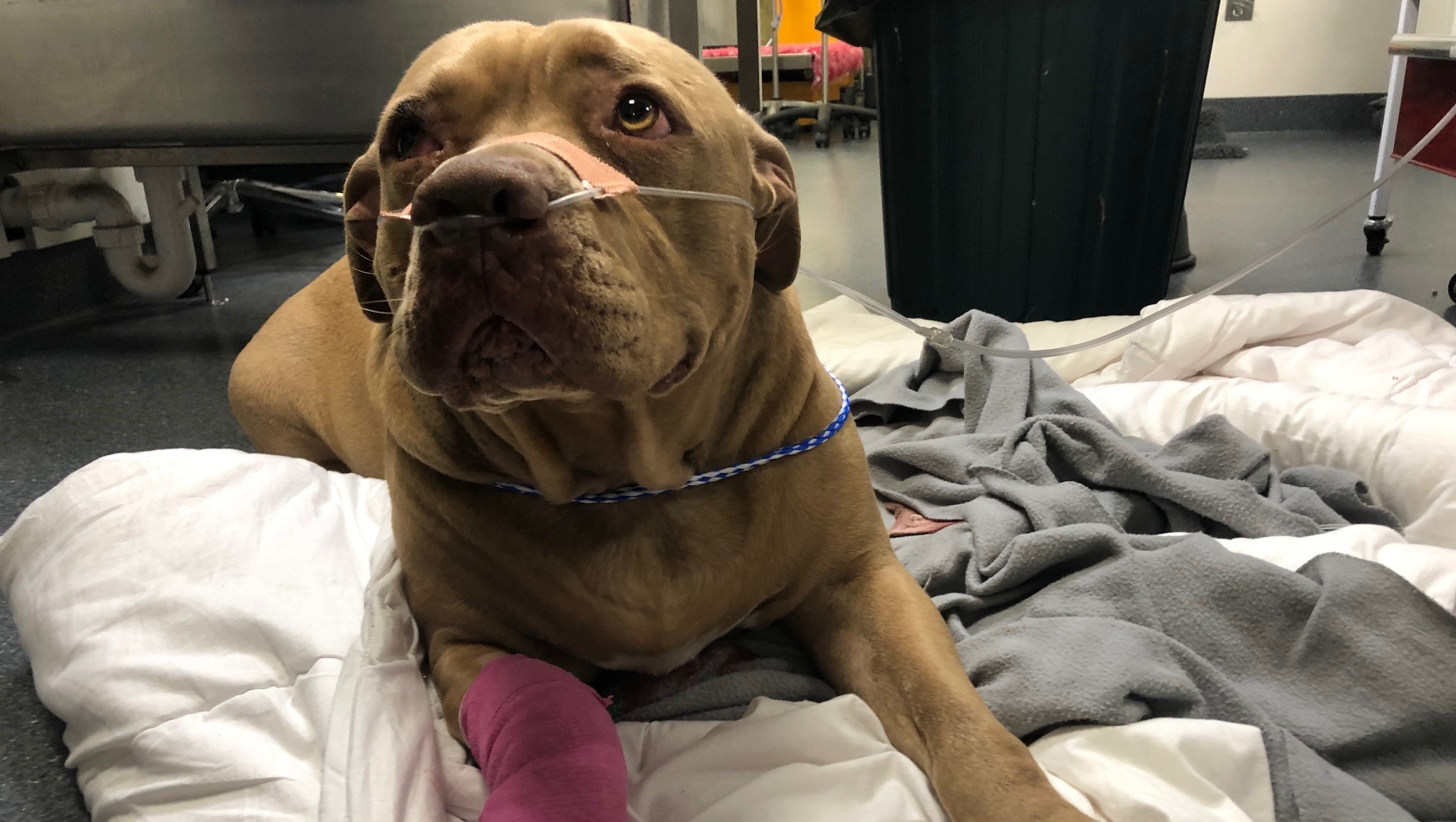 Fundraiser by Ruth Bashford : Please help king with medical and surgery ...