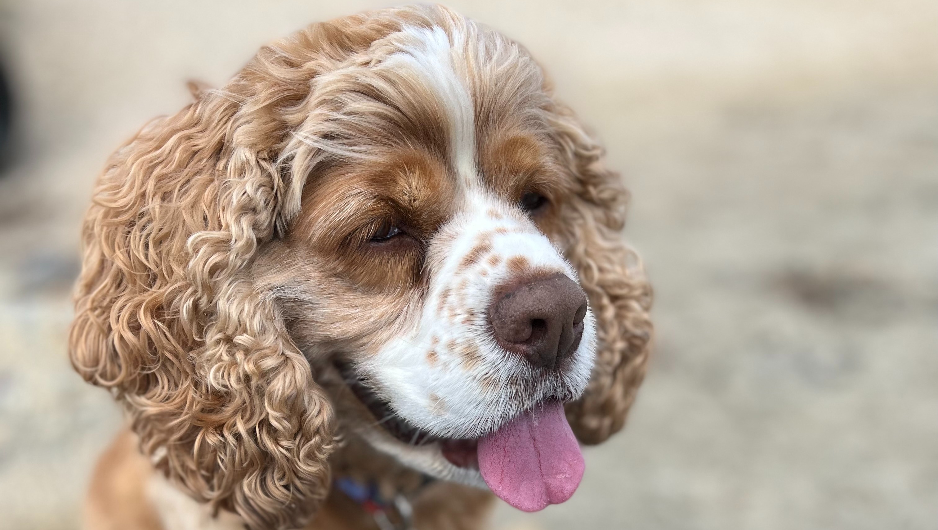 Fundraiser by Michelle Soltis : Bodhi needs our help!