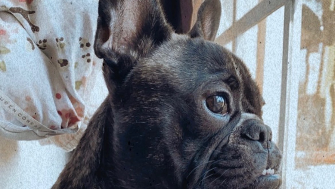 Fundraiser by Morgan Boatwright : Help Save our Puppy Pierre