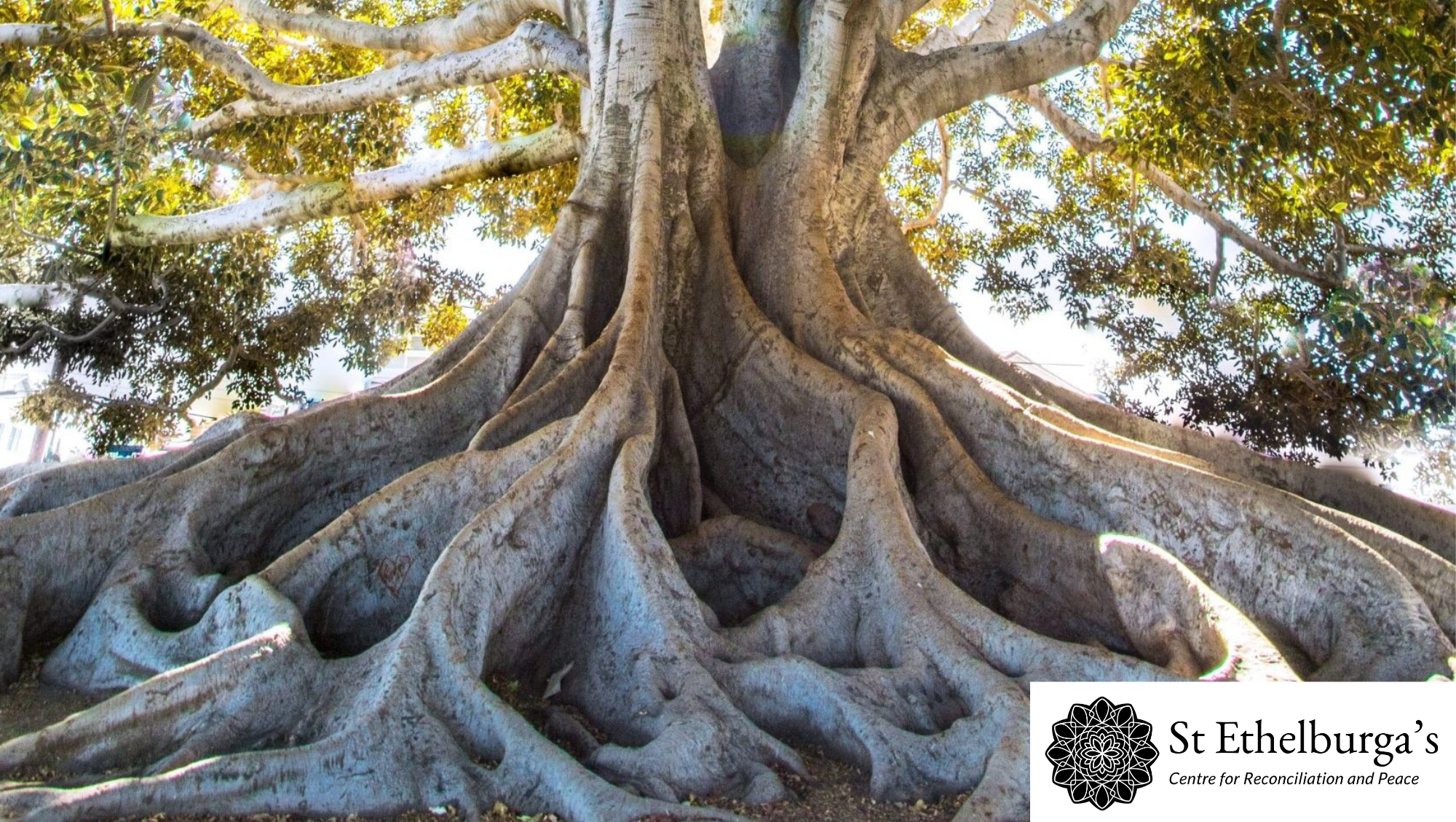 Fundraiser by St Ethelburga's Centre : Pledge a hedge! A lifeline for ...