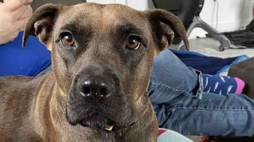 Fundraiser by Jessica Graaf : Jessica's fund for Philly Bully Team