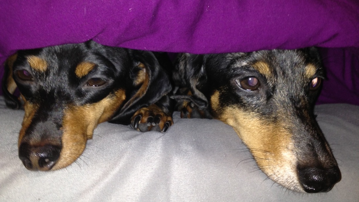 Fundraiser by Blair Bates : Please help save our girl Deuce!