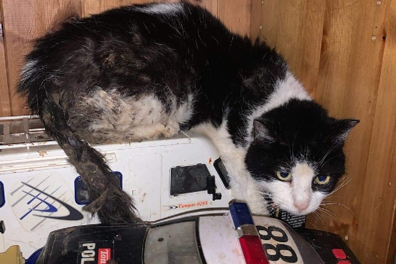 Fundraiser by Cheryl Trottier : HUGE DESPERATE CAT RESCUE IN PROGRESS ‼️‼️