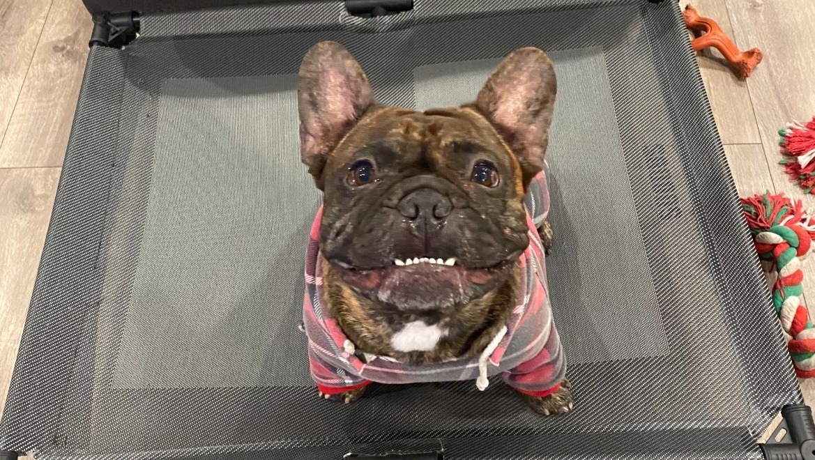 Fundraiser for David Bosko by Sydney Daily : Hank Needs Spine Surgery!