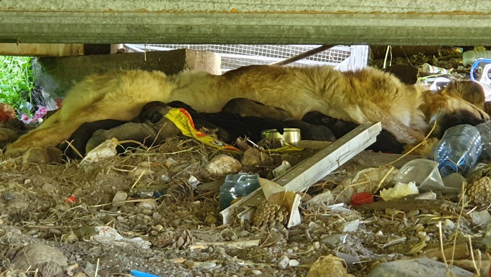 Fundraiser for Izzy Chill by Helen Shearan : Please help rescue dog and ...