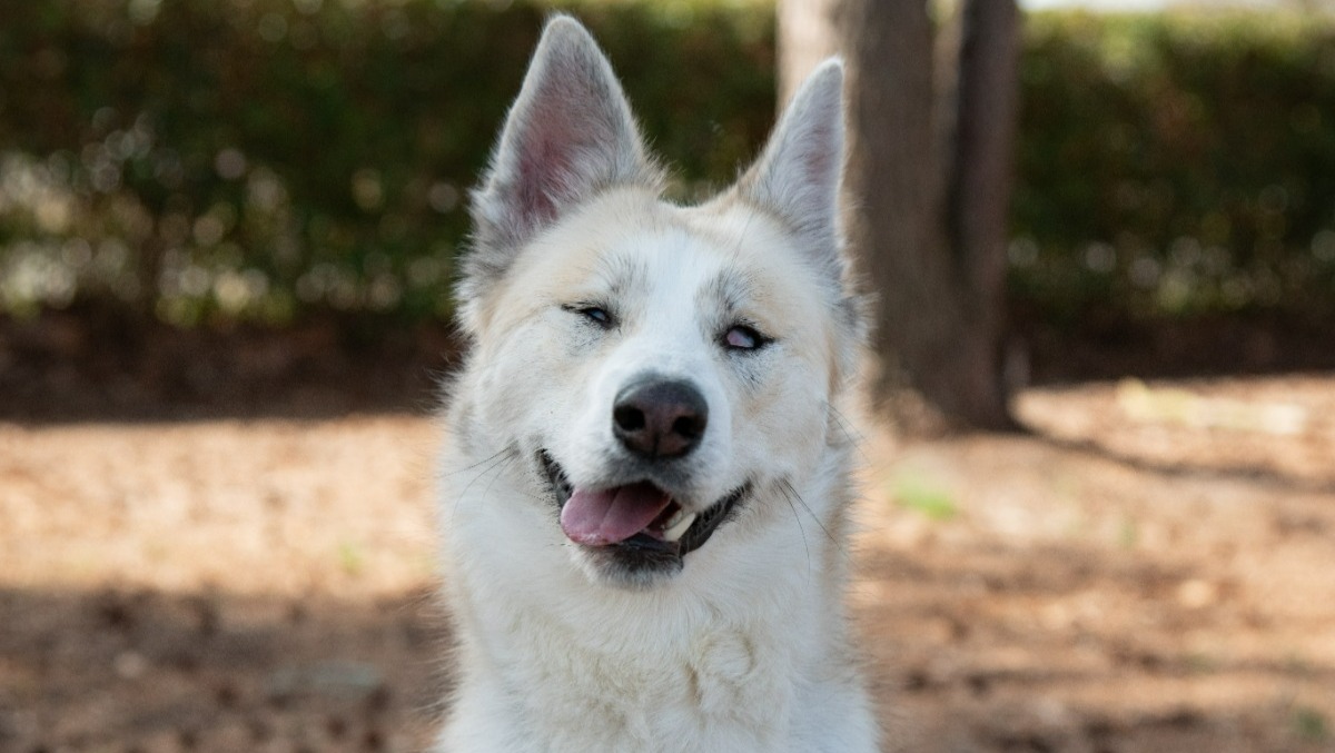 fundraiser-by-nicole-lloyd-sid-s-ongoing-veterinary-bills
