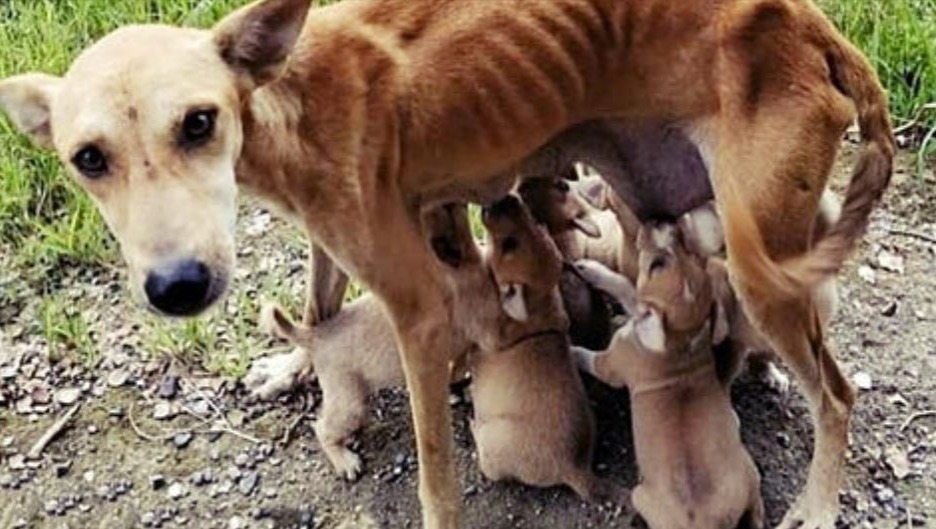 Fundraiser by Julie Hoskison : My birthday appeal to feed street dogs ...