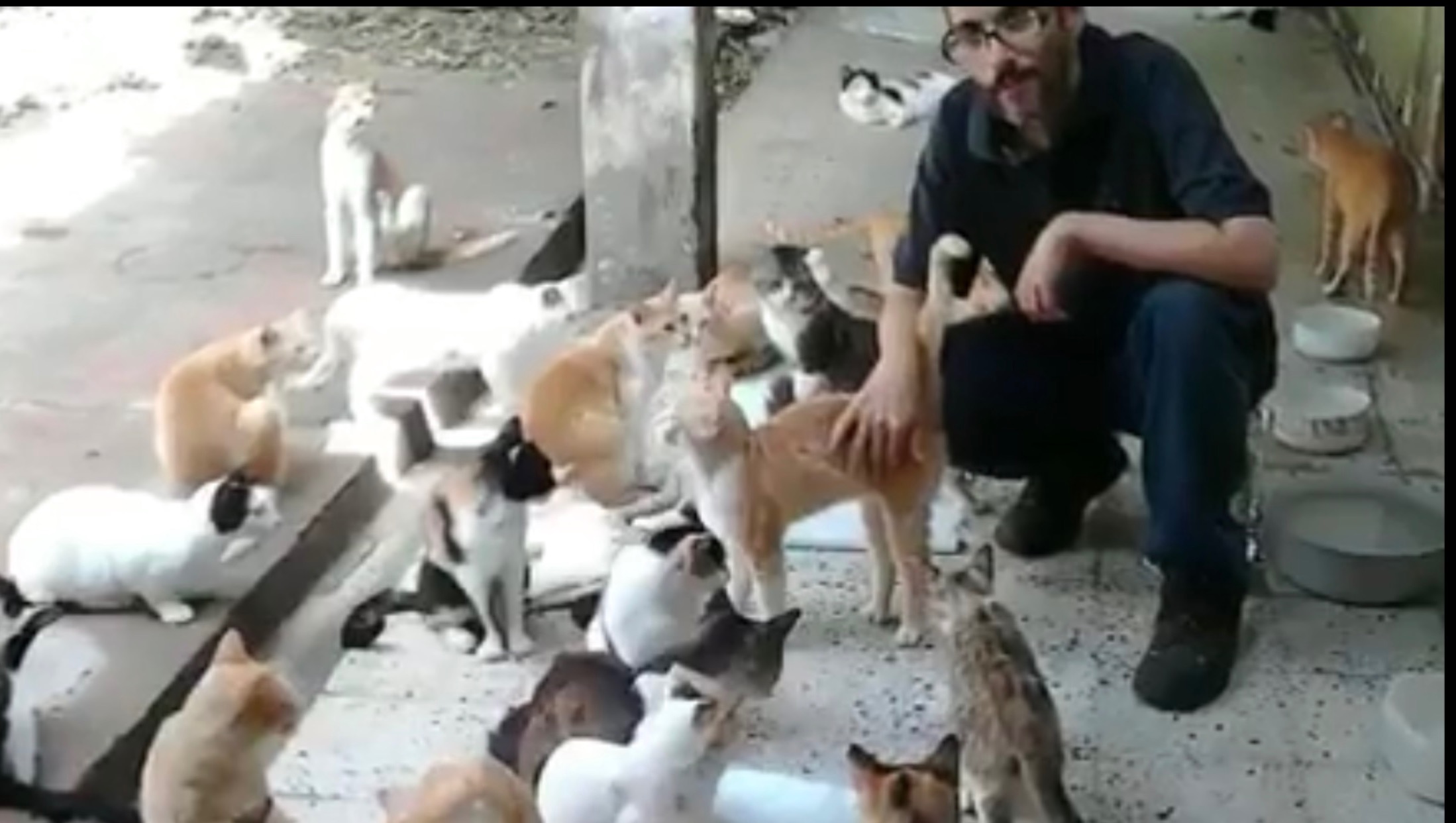 Fundraiser by Laura Matthews : Javier’s Fur Family Reinoso Cat Sanctuary