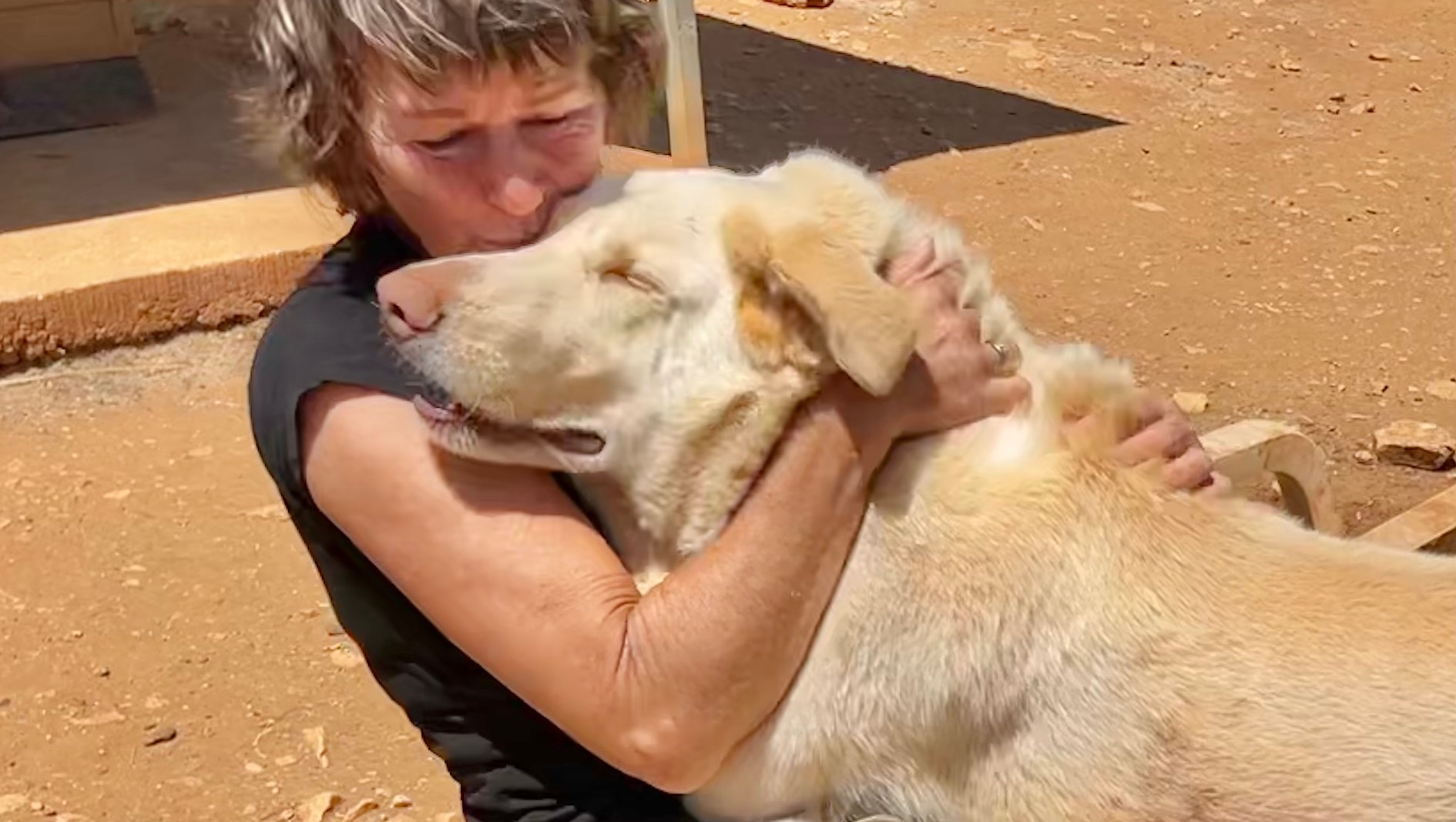 Fundraiser by Nicola Gallimore : Nikki’s 100km walk in 24hrs for dogs ...