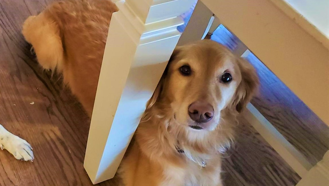 Fundraiser for Robin Shaffer by Amanda Porter : Willie's Cancer Treatment