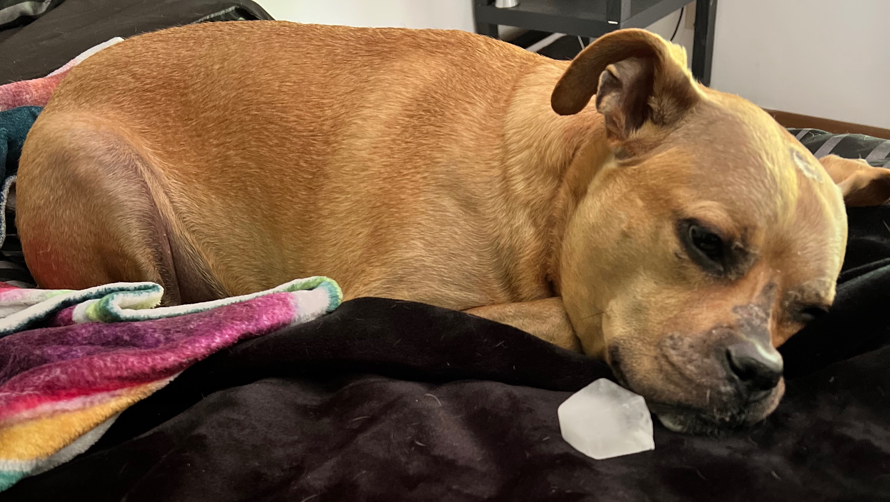 Fundraiser by Jeremy Blake : Help Sully continue his fight
