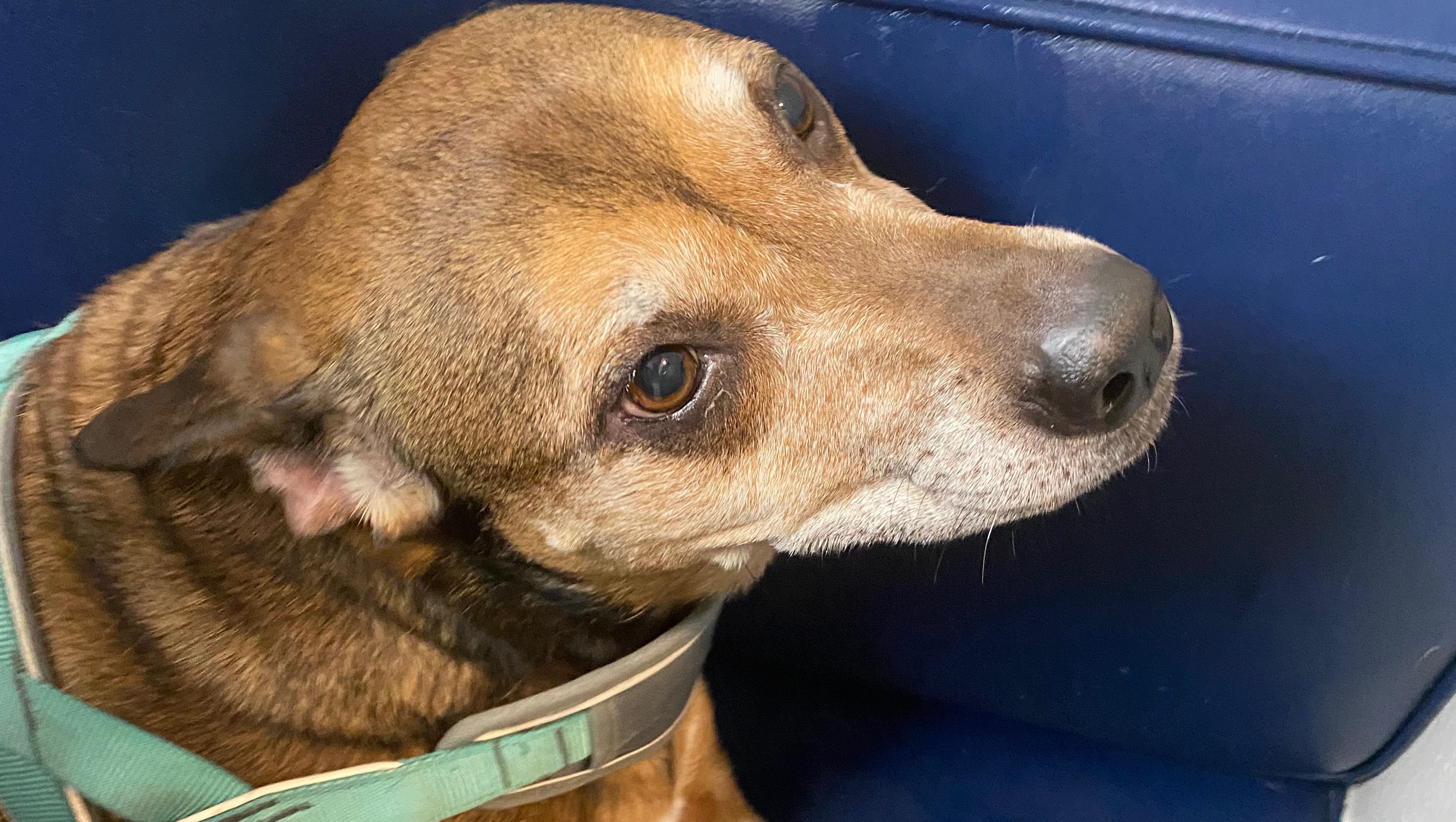 Fundraiser by Riley Packard : Ruby MRI and medical bills