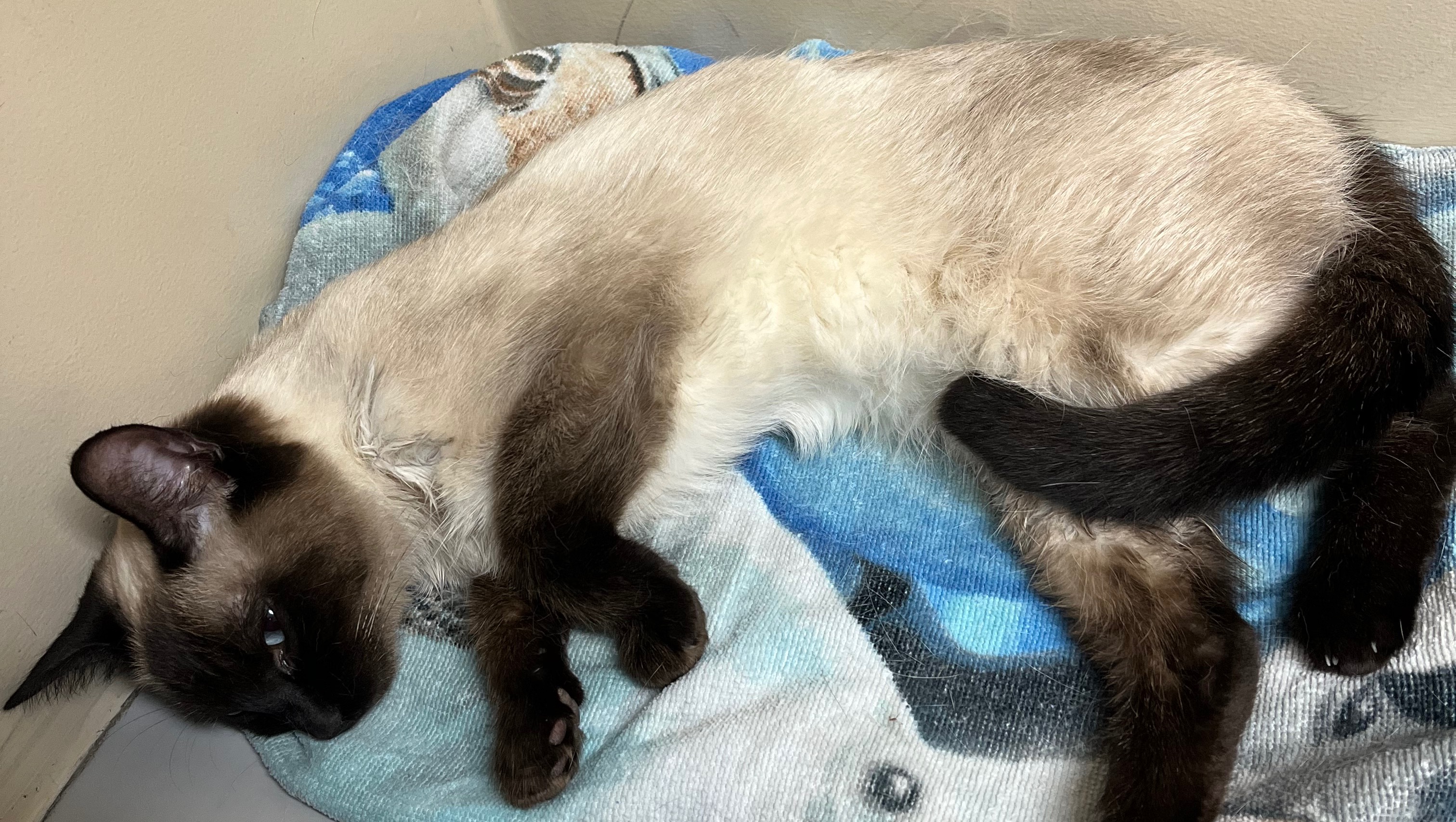 Fundraiser by Adria Brunn : Please help us save Cashmere!!