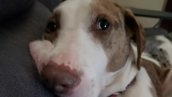 Fundraiser by Kim Nigro : Please donate to help with Chevy's Medical Bills