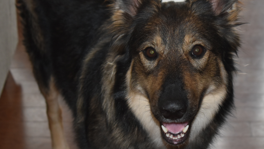 Fundraiser by Matthew LaRock : Our Athena needs surgery