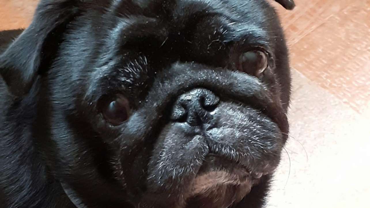 Fundraiser by Ross Yates : Help Pug Tyson and his family stuck in Ukraine