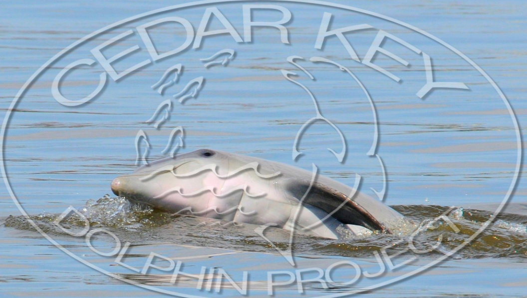 Fundraiser by Cedar Key Dolphin Project : The CKDP Needs Your Help With ...