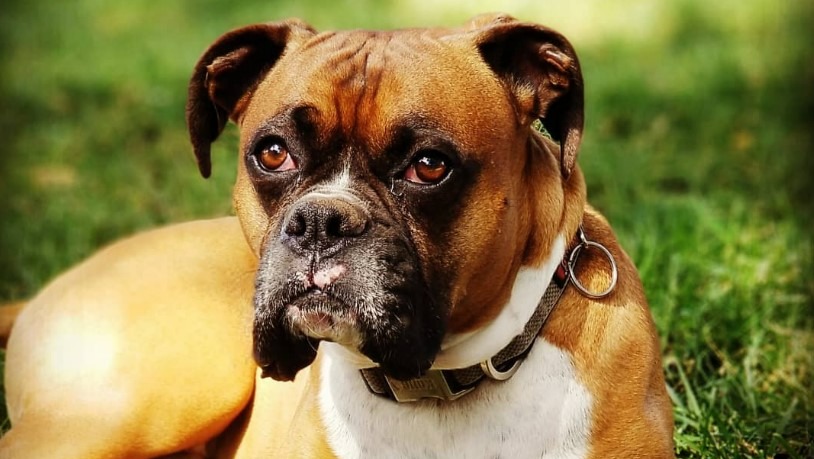 Fundraiser by Michael Jacobsen : Help Save Dorian's Leg from being ...