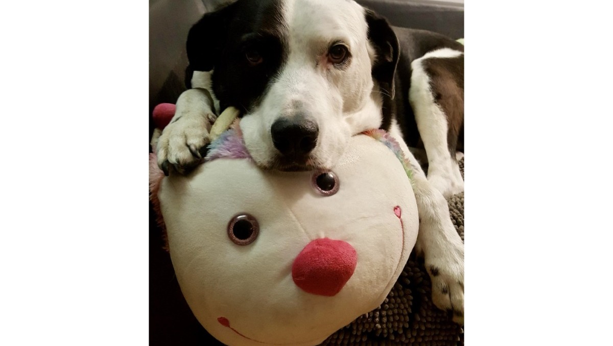 Fundraiser by Jessica Stashick : Beau-dozer's Emergency Surgery Help