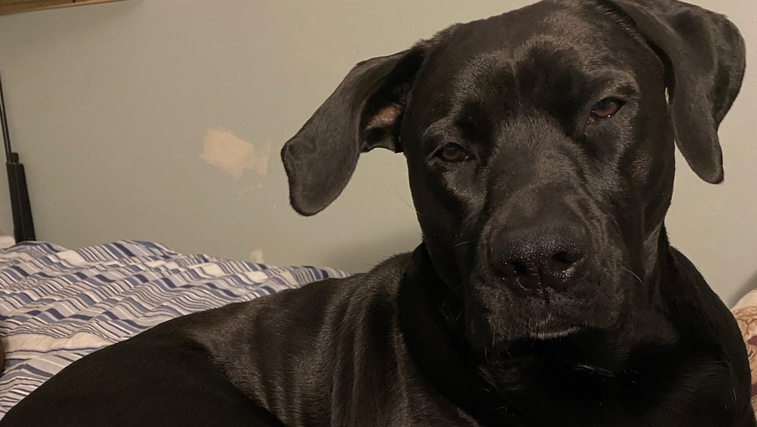 Fundraiser by Lisa Benoit : The NS Legal Battle - Adoption vs Selling dogs