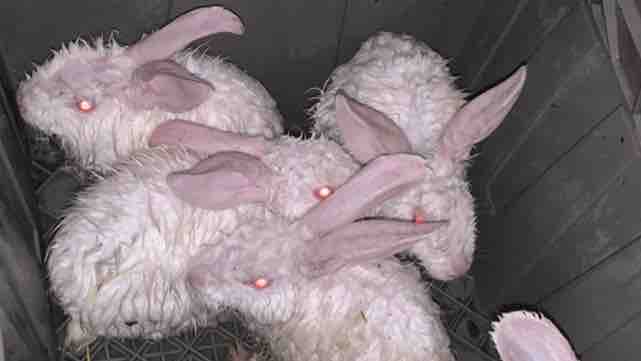 Fundraiser for Jean Parker by Brittany Vanderstine : Abandoned ...