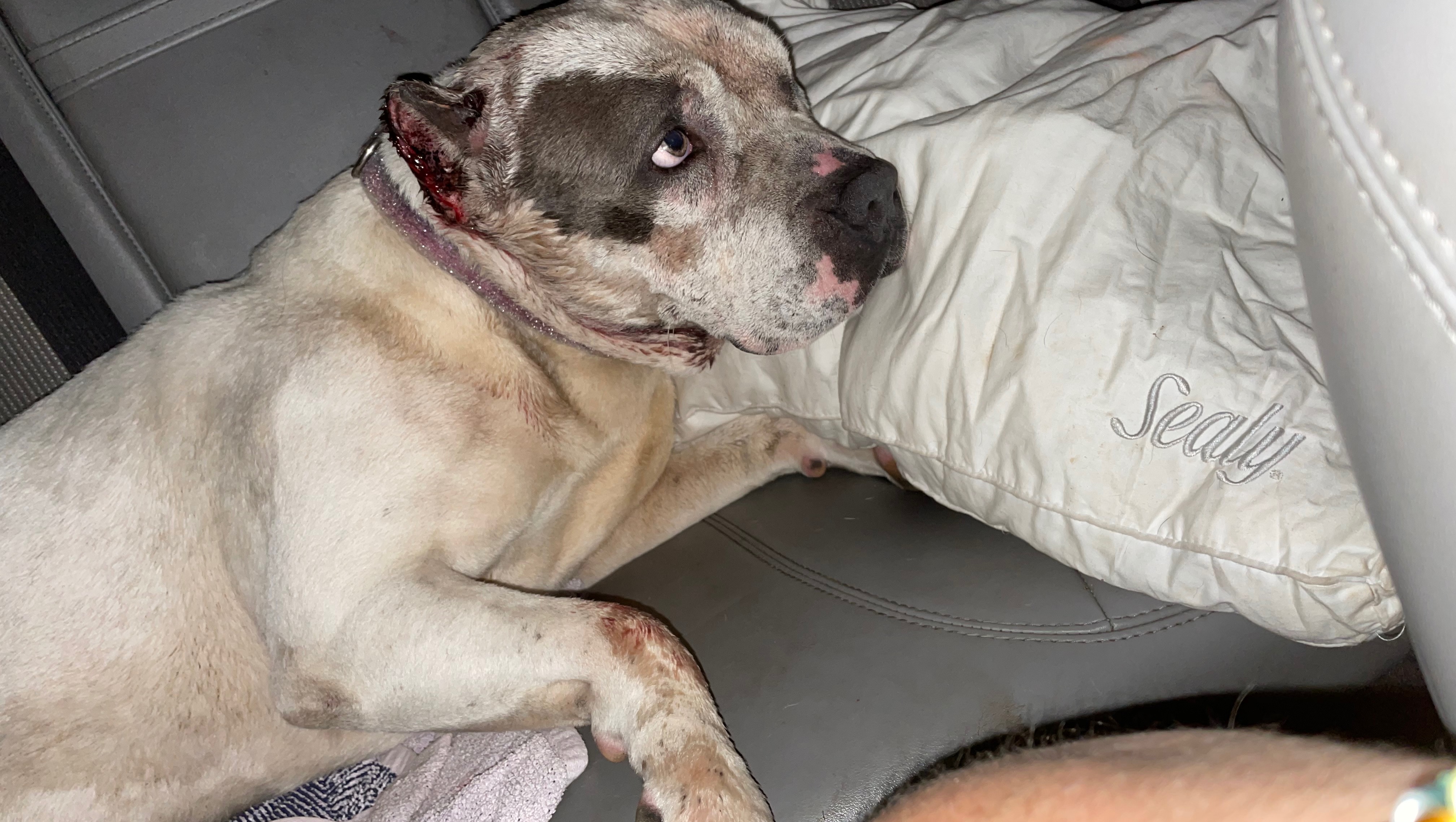 Fundraiser by Mariah Harbison : Donate to help save dog