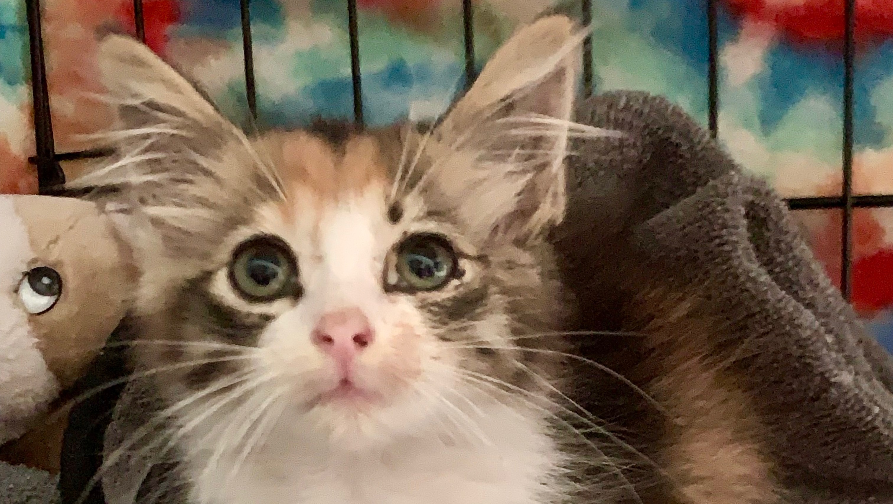 fundraiser-by-amanda-smith-help-rosie-the-kitten